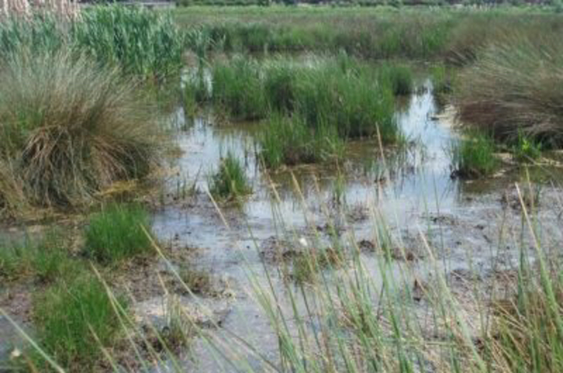 🆚What is the difference between "mursh" and "mud" ? "mursh" vs "mud ...