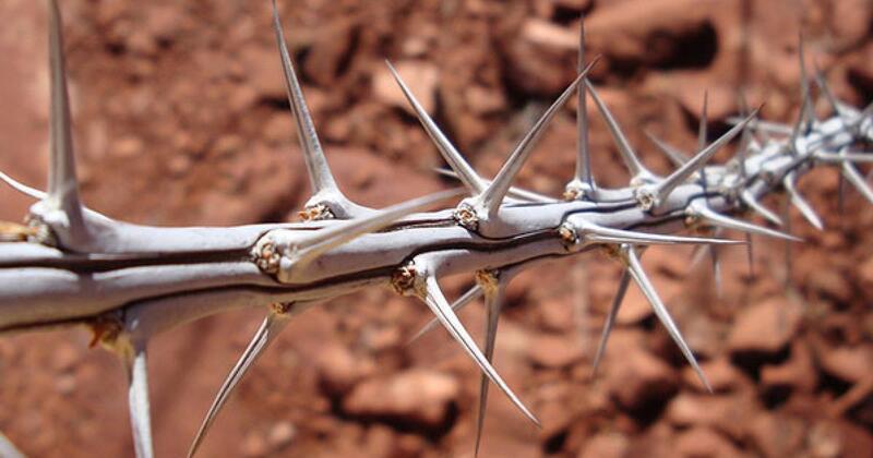 What is the meaning of "Thorns"? - Question about English (US) | HiNative