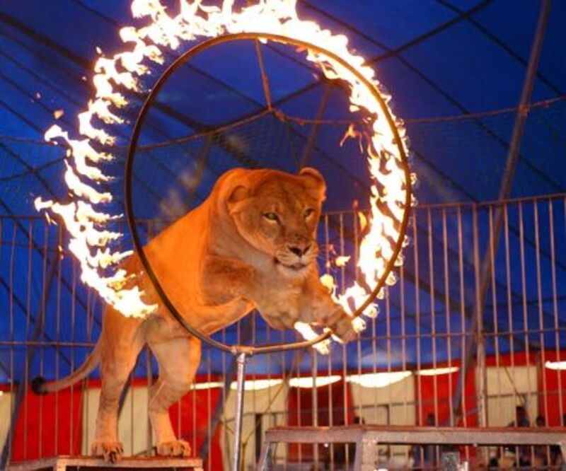 O que significa " (character 1) So, did you teach Chase to jump through ...