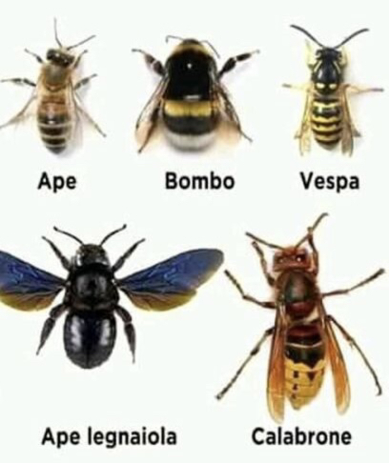 Was ist der Unterschied zwischen "calabrone" und "bombo" ? | HiNative