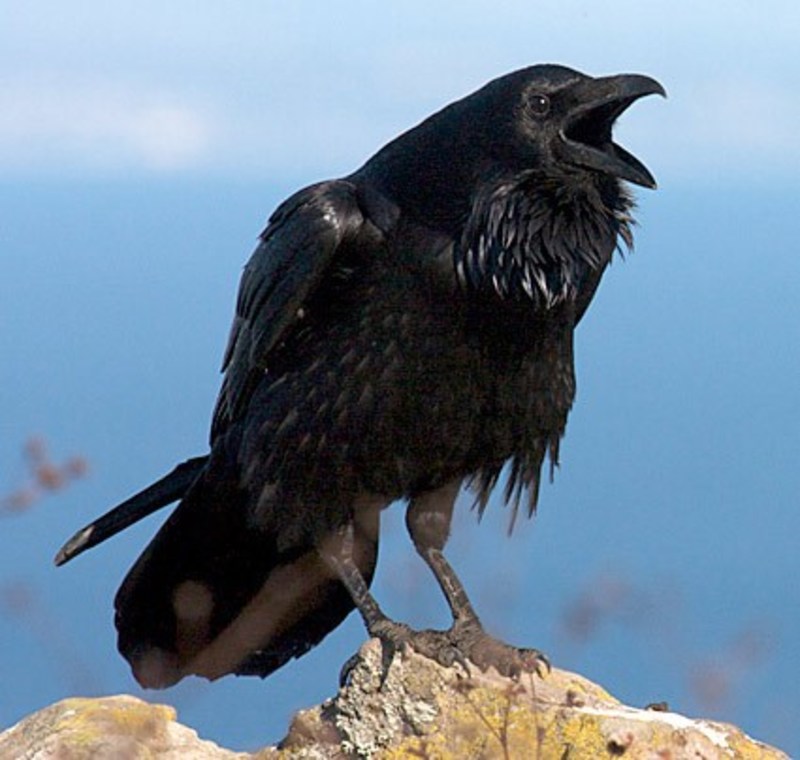What is the meaning of "raven "? - Question about English (US) | HiNative