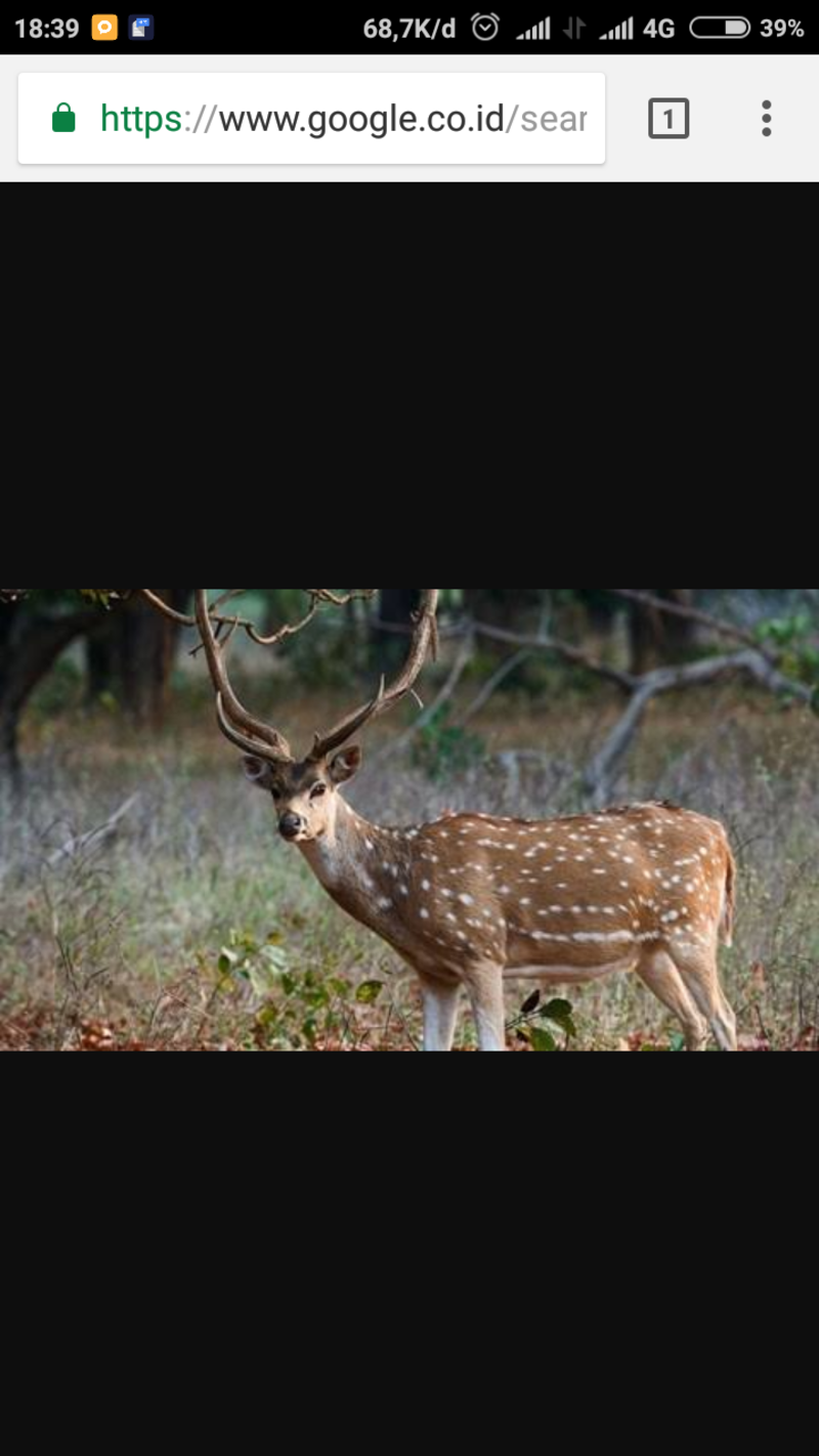 🆚What is the difference between "kijang" and "rusa" ? "kijang" vs "rusa ...