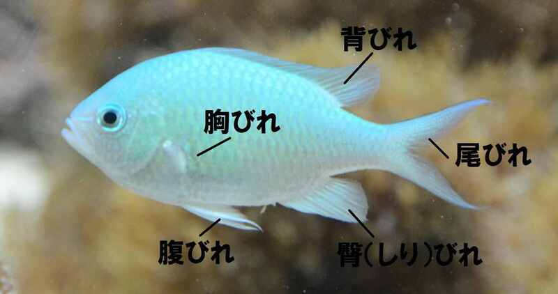 What is the meaning of "「背ビレ」と「尾ヒレ」"? - Question about Japanese | HiNative