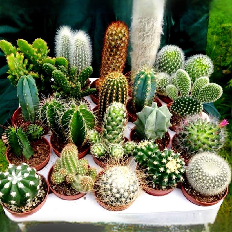 What is the meaning of "Prickly "? - Question about English (US) | HiNative