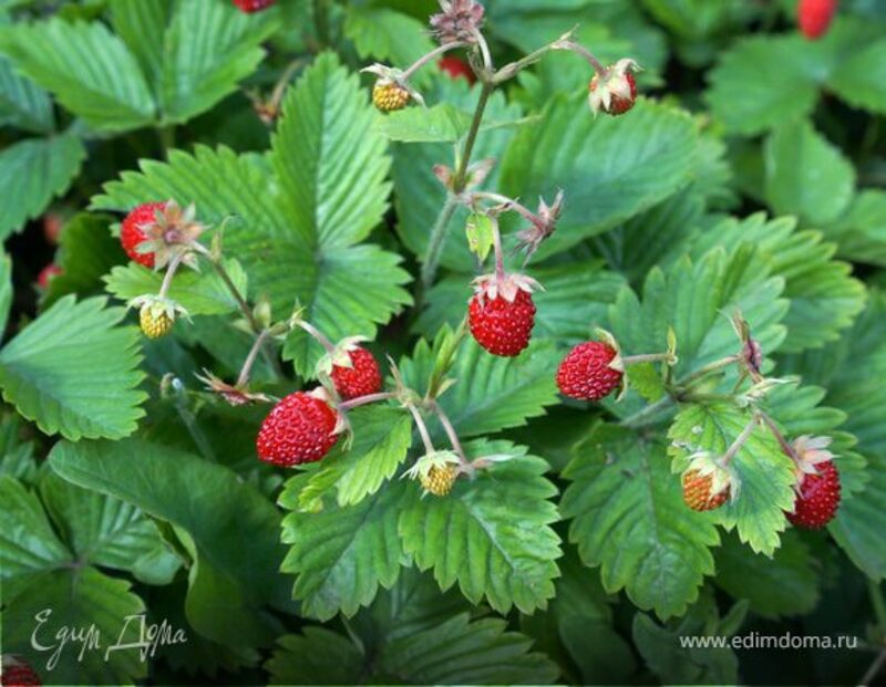 How do you say "Fraise" in Russian? | HiNative