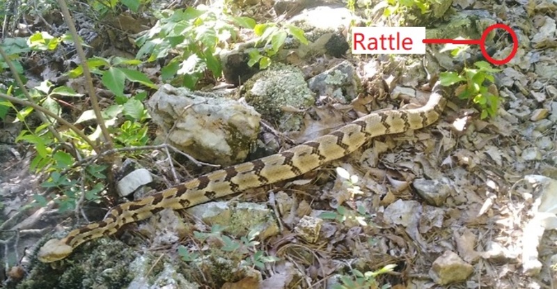 Was bedeutet "baby use it as a rattle" ? - Frage zu Englisch (US ...