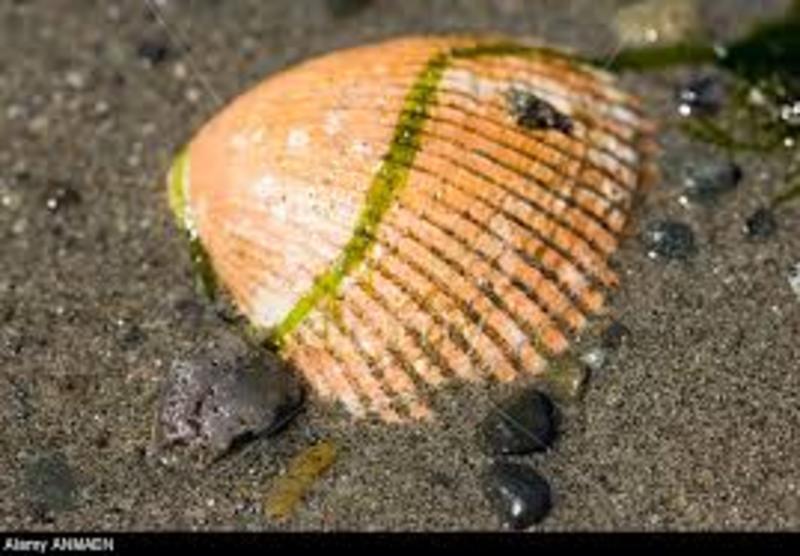 What is the meaning of "It's curved shell raises it just above the sand ...