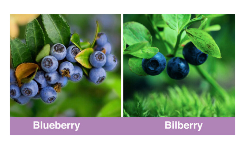 Quelle est la différence entre "bilberry" et "blueberry" ? | HiNative
