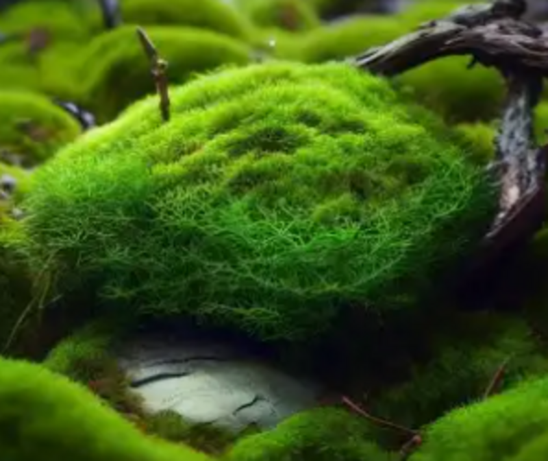 Quelle est la différence entre "moho" et "musgo" ? | HiNative