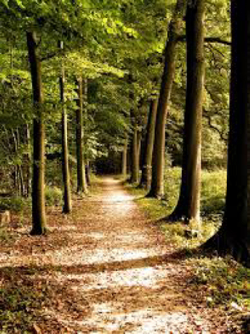 🆚What is the difference between "road" and "path" and "lane" ? "road ...