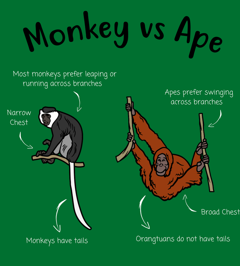 🆚What is the difference between ""ape"" and ""monkey"" ? ""ape"" vs ...
