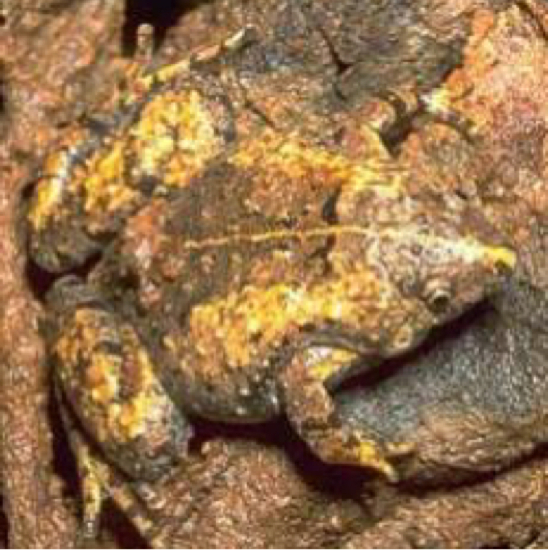 🆚What is the difference between "disguise" and "camouflage ...