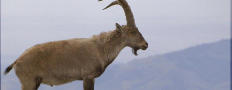 What is the meaning of "Cabrón"? - Question about Spanish (Mexico ...