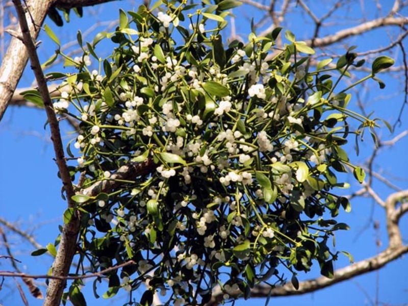 What is the meaning of "le gui"? - Question about French (France ...