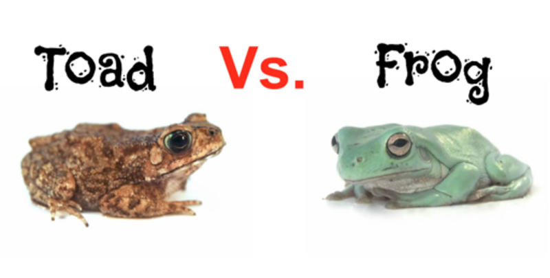 🆚What is the difference between "toad" and "frog " ? "toad" vs "frog ...