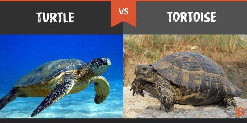 🆚What is the difference between "turtle " and "tortoise" ? "turtle " vs ...