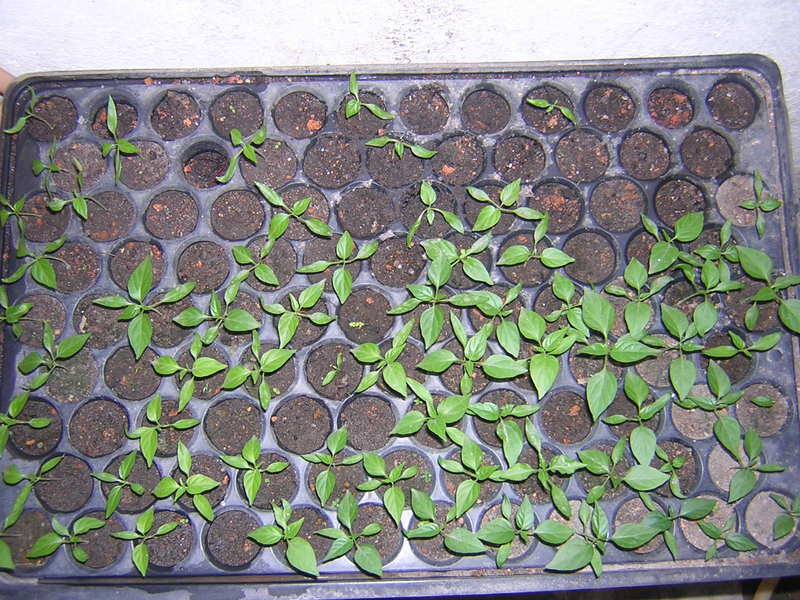 🆚What is the difference between "biji" and "benih" ? "biji" vs "benih ...