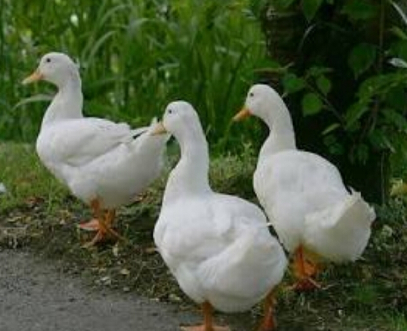 🆚What is the difference between "kamo" and "ahiru" ? "kamo" vs "ahiru ...