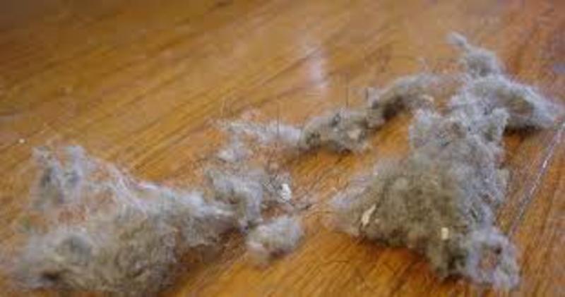 "debu" 和 "habuk" 和有什么不一样？ | HiNative