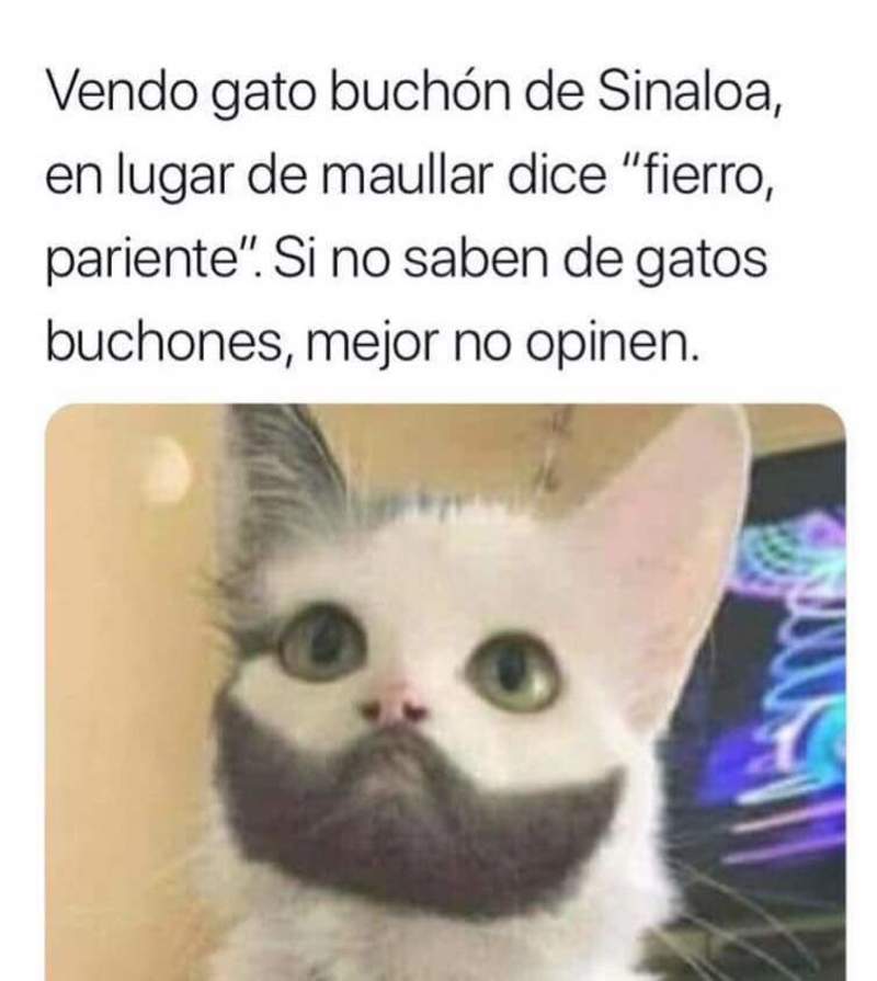 ¿qué significa "Fierro pariente"? Nunca he entendido 😂🤔 | HiNative
