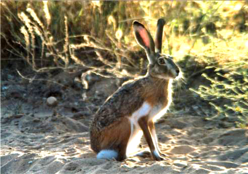 🆚What is the difference between "conejo" and "liebre" ? "conejo" vs ...