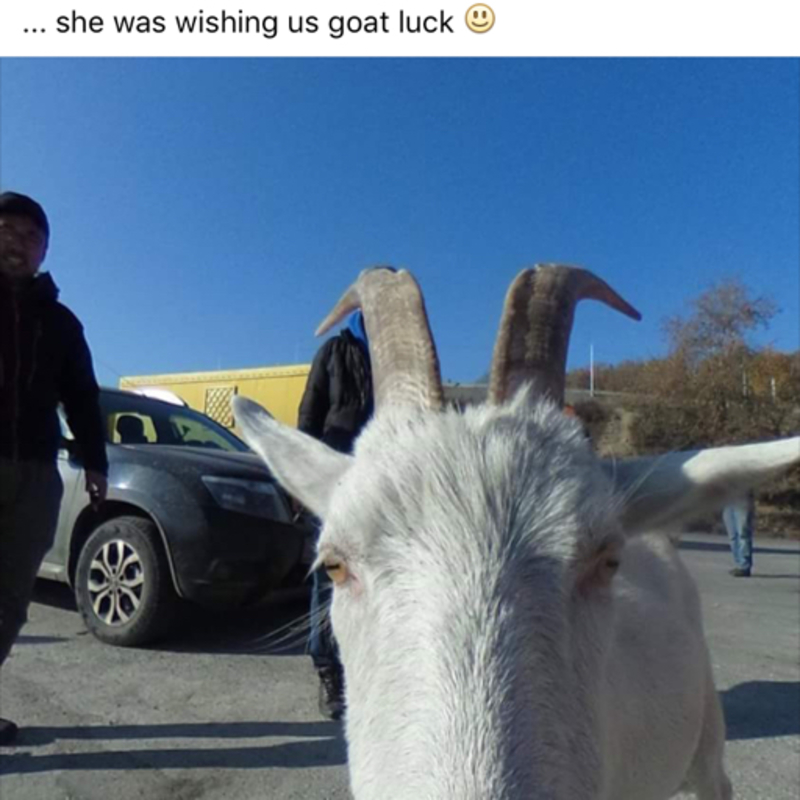 What is the meaning of "lucky goat or goat luck "? - Question about ...