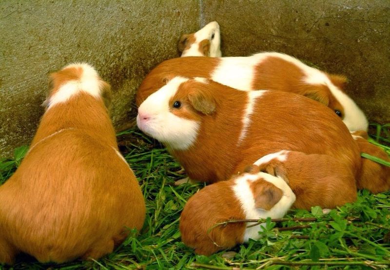 What is the meaning of "cuy"? - Question about Spanish (Spain) | HiNative