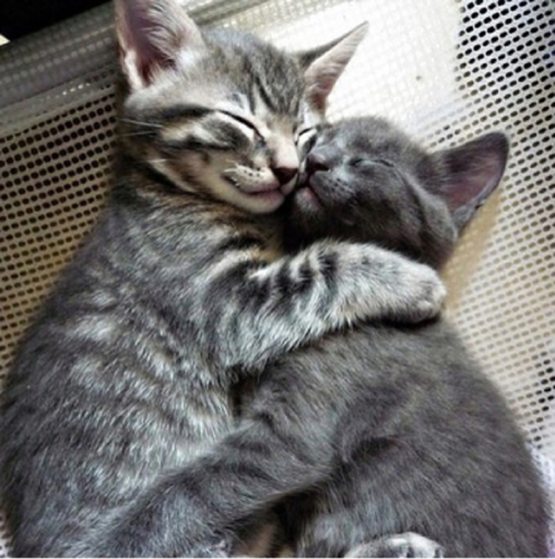 🆚What is the difference between "to cuddle" and "to hug" ? "to cuddle ...