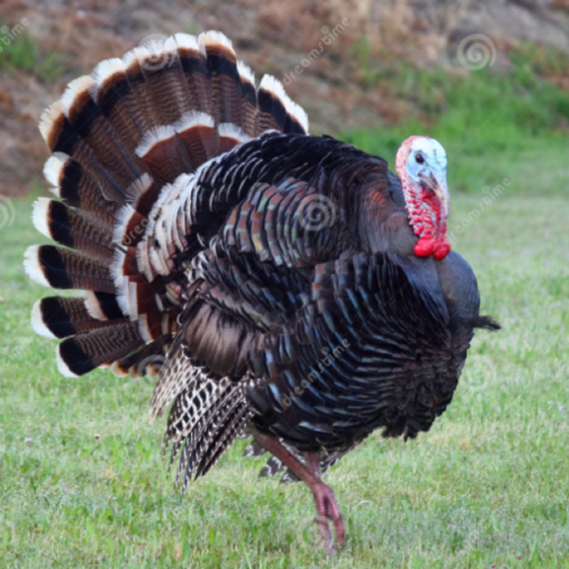 🆚What is the difference between "chiken " and "turkey " ? "chiken " vs ...