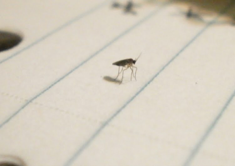 🆚What is the difference between "gnat" and "mosquito" ? "gnat" vs ...