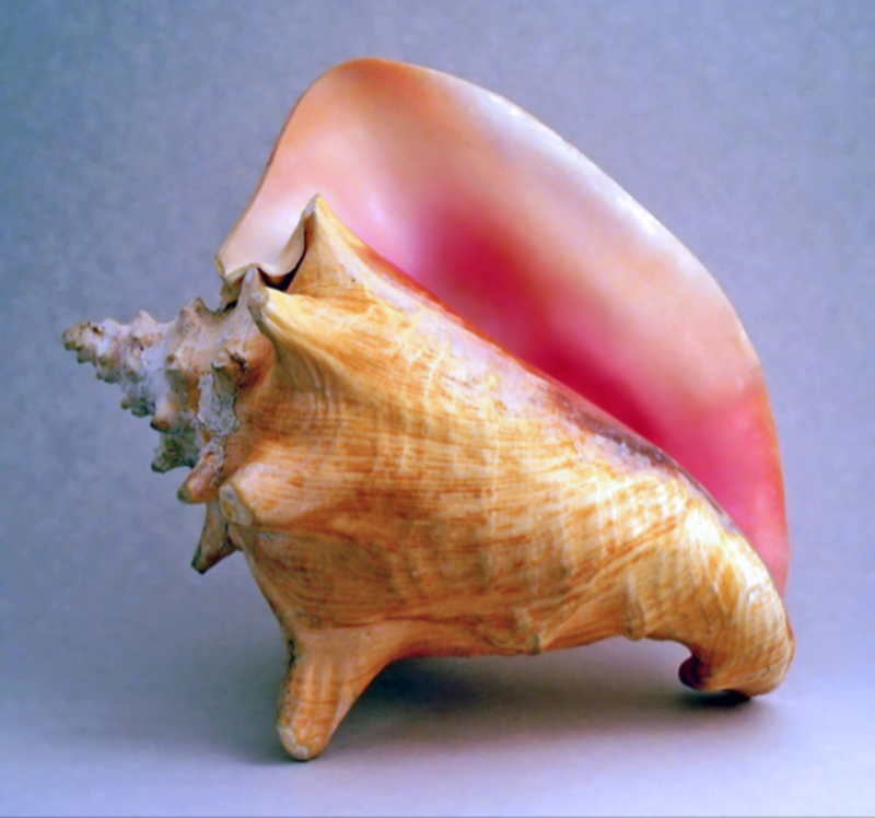 🆚What is the difference between "a conch" and "a shell" ? "a conch" vs ...