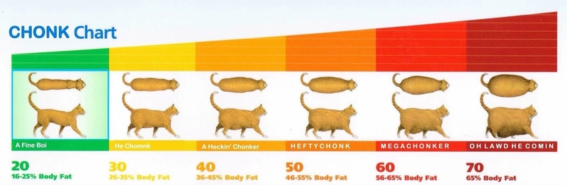 "chonks, chonky cat"是什么意思？ -关于英语 (美国)（英文） | HiNative