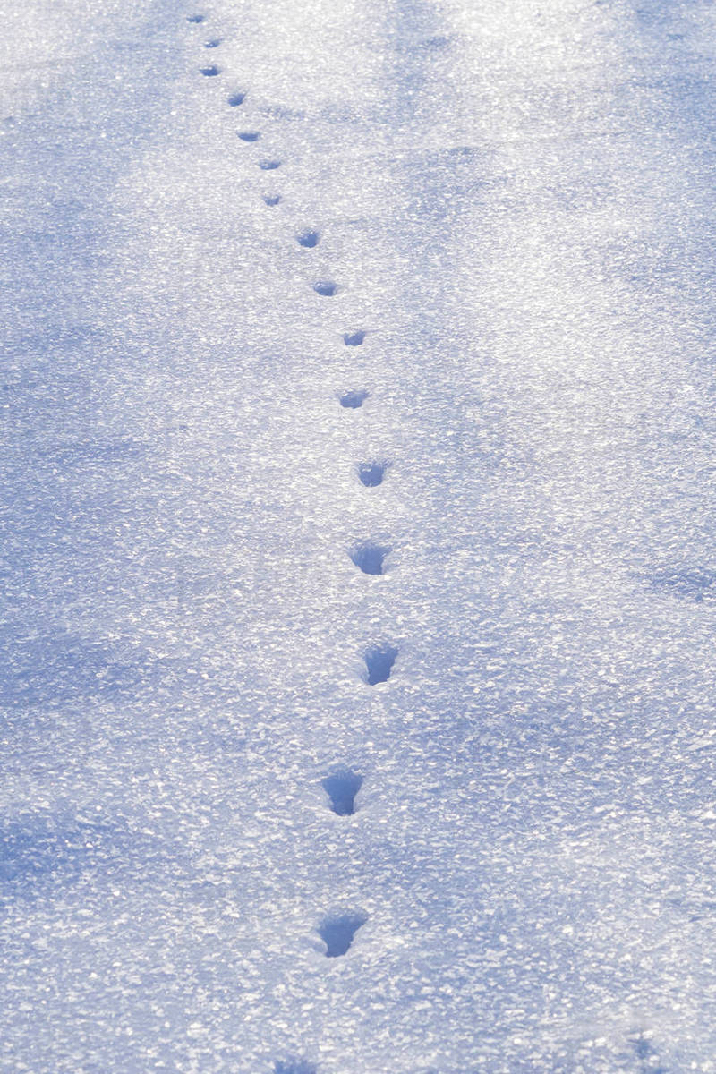 🆚What is the difference between "trail" and "track" and "path" ? "trail ...