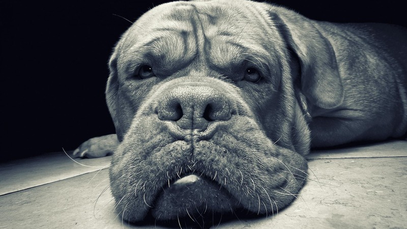 What is the meaning of "chó"? - Question about English (US) | HiNative