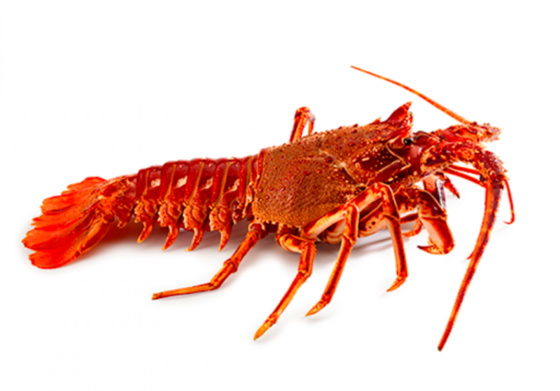 "homard" 和 "langouste" 和有什么不一样？ | HiNative