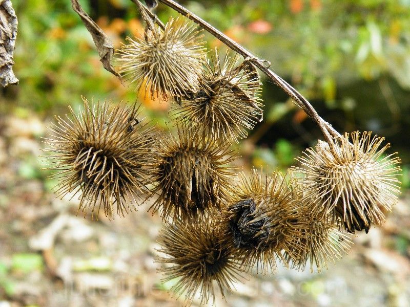 【burr】とはどういう意味ですか？ - 英語 (アメリカ)に関する質問 | HiNative