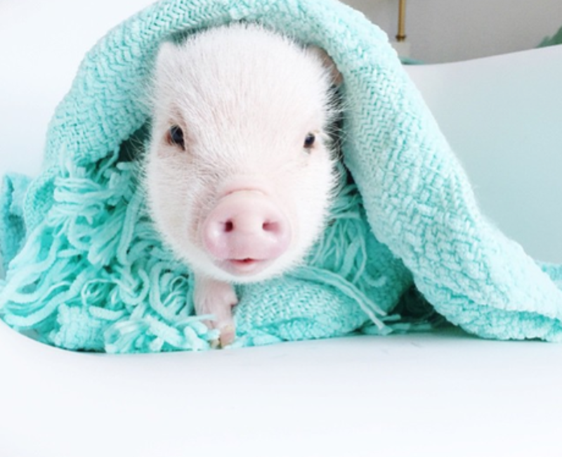 What is the meaning of "Snug"? - Question about English (US) | HiNative