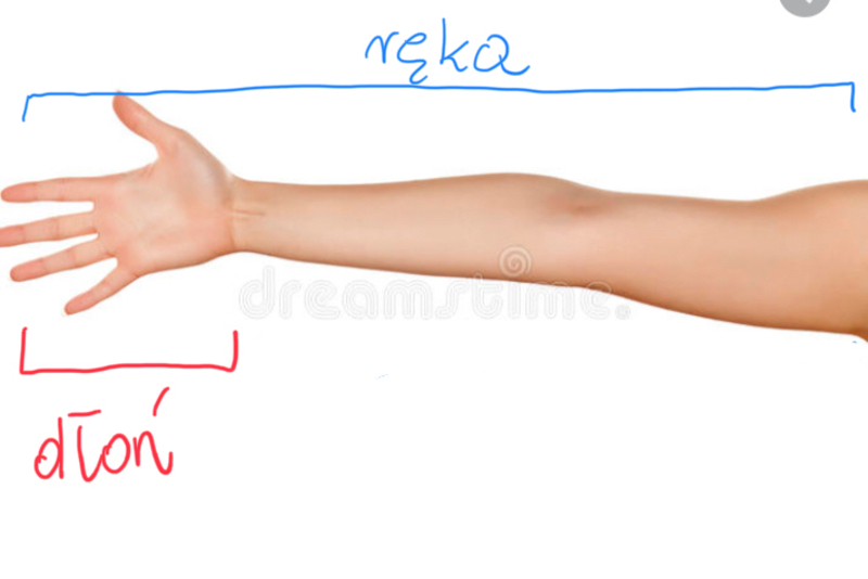 🆚What is the difference between "dłoń" and "ręka" ? "dłoń" vs "ręka ...