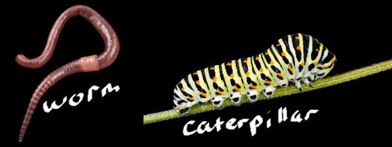 Đâu là sự khác biệt giữa "Caterpillar" và "Worm" ? | HiNative