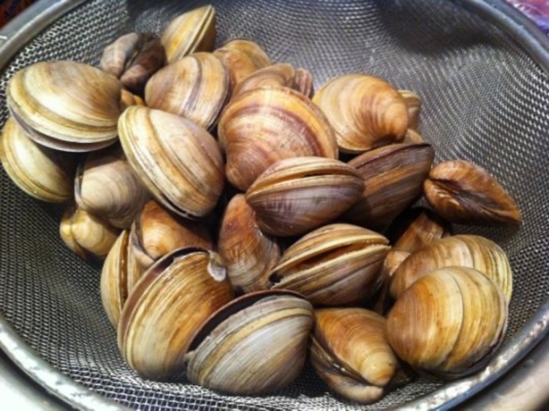 What is the meaning of "clam"? - Question about English (US) | HiNative