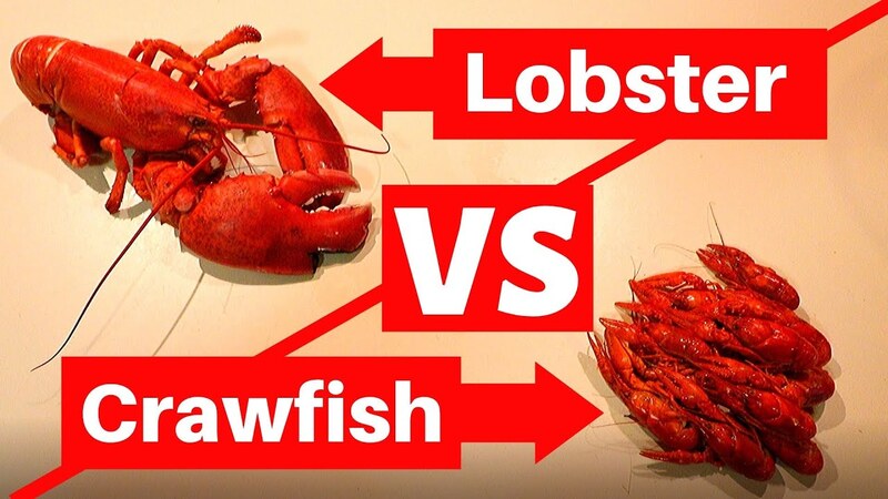 🆚What is the difference between "lobster" and "crayfish" ? "lobster" vs ...
