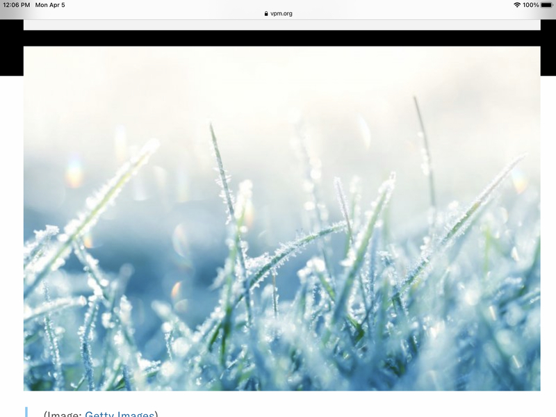 ¿Cuál es la diferencia entre "frost" y "ice" ? "frost" vs "ice ...