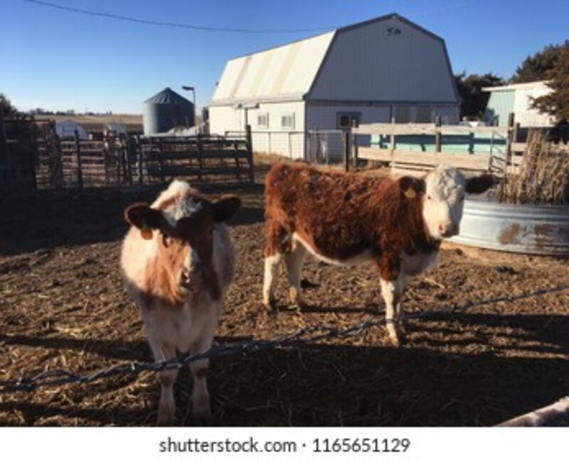 What is the meaning of "barnyard"? - Question about English (US) | HiNative