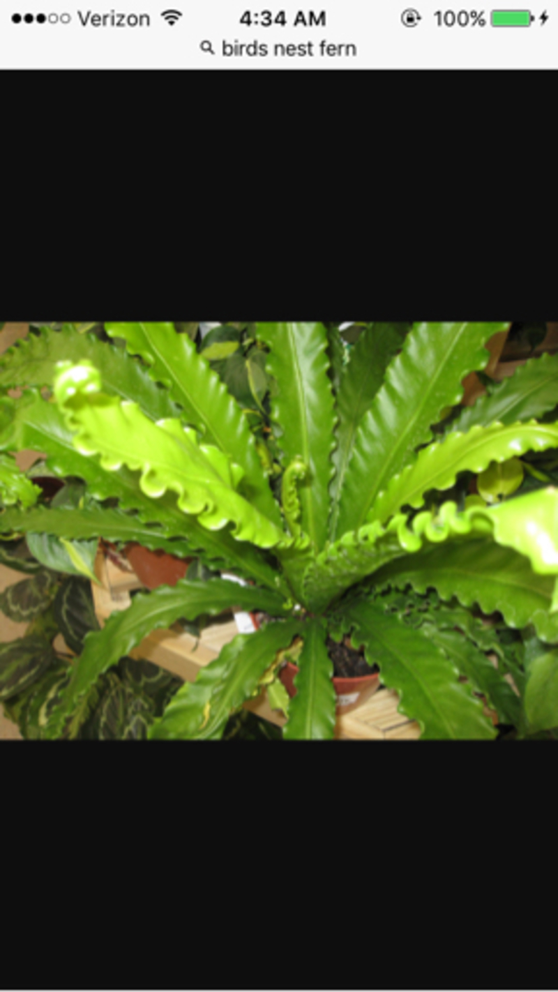 What is the meaning of "bird's nest fern"? - Question about English (US ...