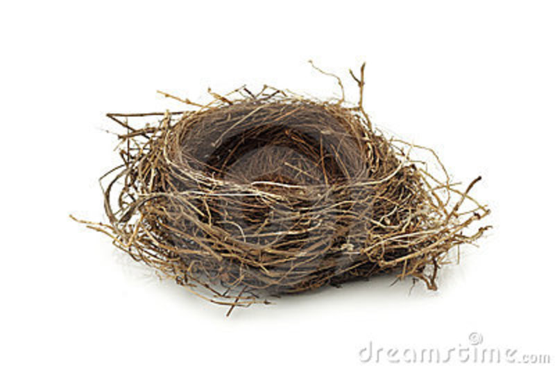 What is the meaning of "nest"? - Question about English (US) | HiNative