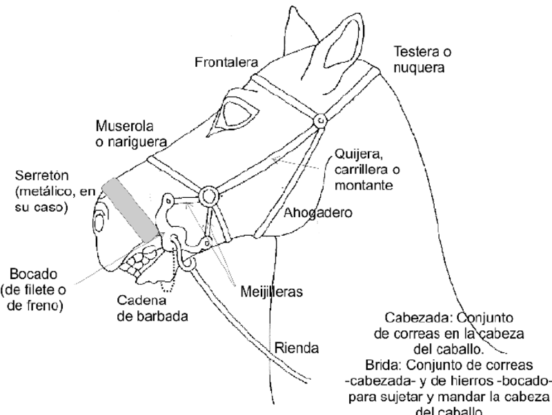 What is the difference between “Ronzal” and “cabestro”? I can’t find ...