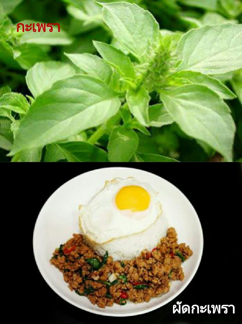 🆚What is the difference between "gapao" and "pad ka prao (holy basil ...