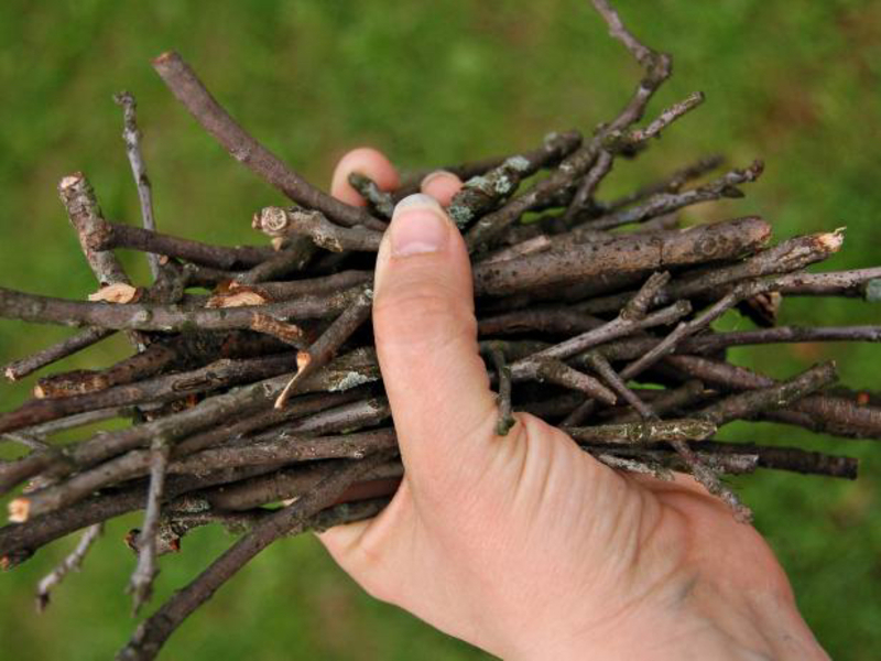 🆚What is the difference between "Twig" and "Log" ? "Twig" vs "Log ...