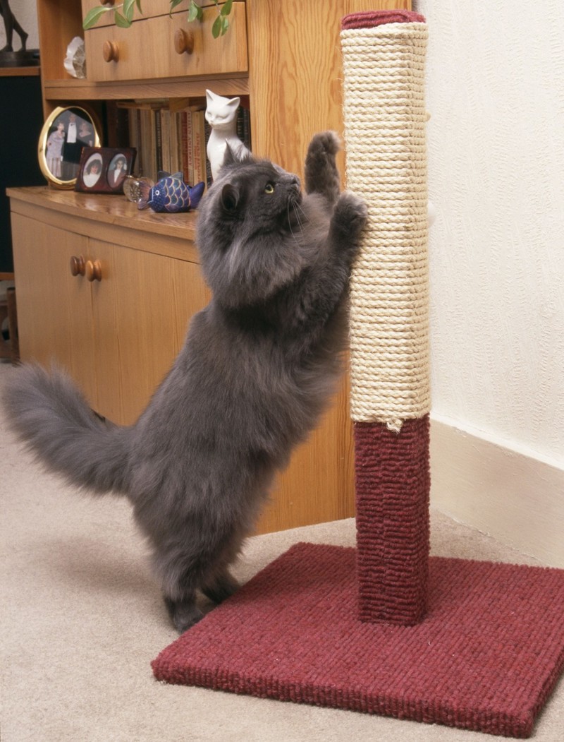 What is the meaning of "'faire ses griffes' (le chat)"? - Question ...